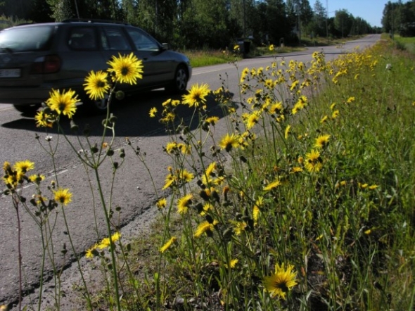 Rikkakasvihaku - Roundup